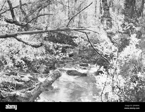 Breeding Terrain For The Nordic Leaf Singer June 29 1941