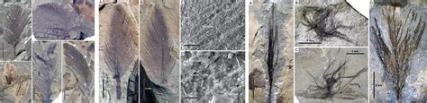 “fossil Dinosaur Feathers Found Near The South Pole” Separating Fact