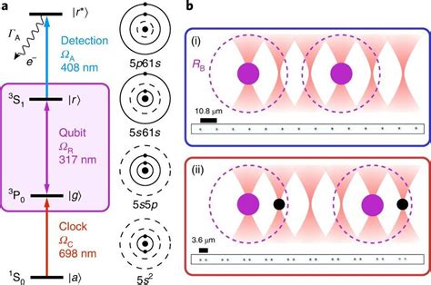 Arrays Of Strontium Rydberg Atoms Show Promise For Use In Quantum