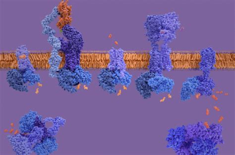 Gpcr Signaling Assays Gpcr Assay Kits Indigo Biosciences