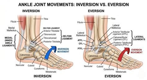 Ankle Eversion Vs Inversion Sprain Differences Explained
