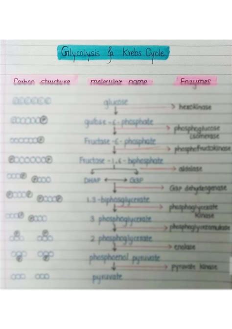 Krebs Cycle Flow Chart