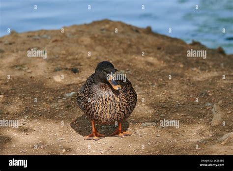 Duck With Open Wings On A Pond Duck Flying Over A Pond Duck With Open