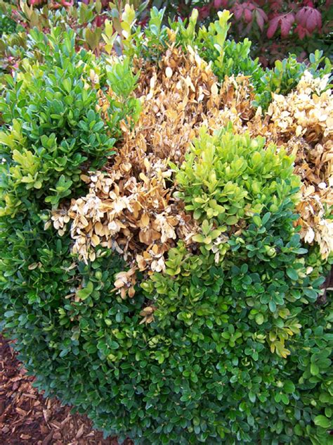 Boxwood Buxus Spp Phytophthora Root And Crown Rot Pacific