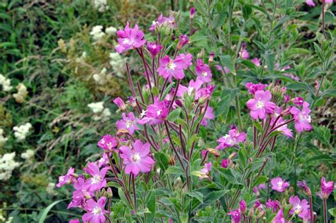 North Fife Great Willow Herb