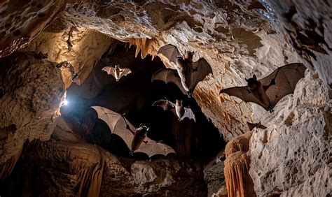 A Cave With Bats Premium Ai Generated Image