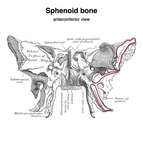 Middle Clinoid Process