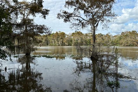 Minor Fossil Substack