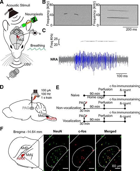 Large Scale Mapping Of Vocalization Related Activity In The