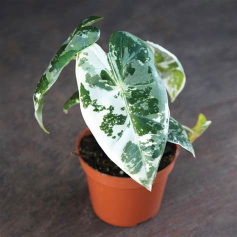 Bailey Hydrangea Crowned Peoples Choice At Farwest Show Lawn