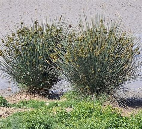 Juncus Acutus 100 Seeds Lifestyle Seeds