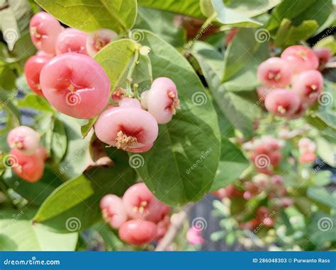 The Mini Guava On The Tree Can Be Picked Stock Image 253131667