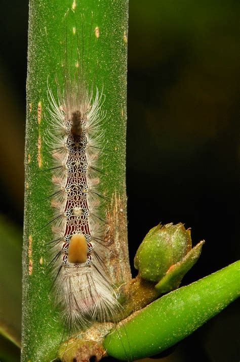 Cecropia Moth Life Cycle Hyalophora Cecropia Artofit