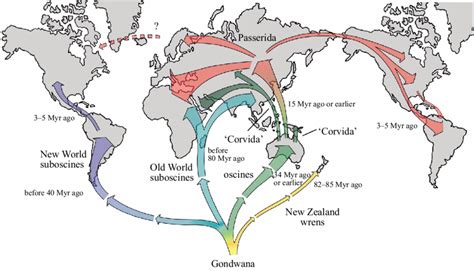 Suggested Dispersal Routes Of Major Passerine Groups From Gondwana