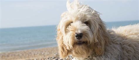Cockapoo Wit White Cockapoo Info Pictures Origin And History