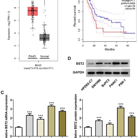 Bst2 Expression Is Elevated In Pancreatic Cancer Gene Expression Download Scientific Diagram