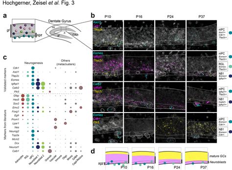 validation and spatial localization of early neurogenic markers across
