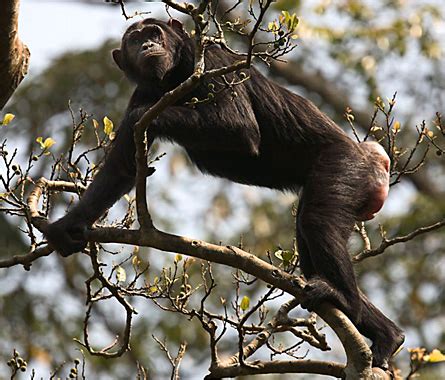 Squeaky Chimp Sex Or Not