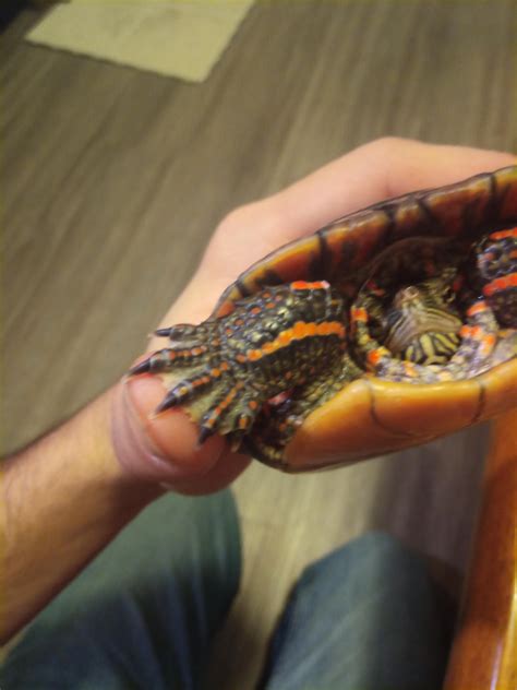 Help With Gender Identification Rturtle