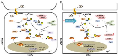 Schematic Representation Of Relationship Between Lgl And Hippo Pathway