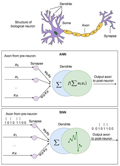 Brain Sciences Free Full Text Spiking Neural Networks And Their Applications A Review