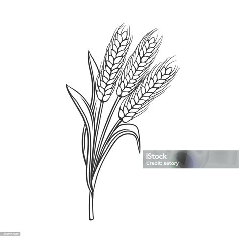 Wheat Outline Icon Stock Illustration Download Image Now Wheat Line Art Plant Stem Istock