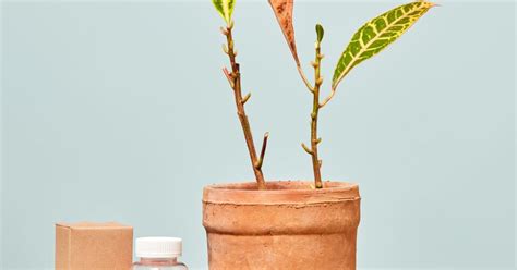 Selenium Hair Loss Does Selenium Cause Hair Loss Hims