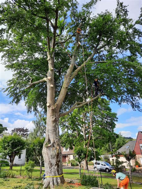 Cf Tree Surgeons Scottish Borders Trusted Trader