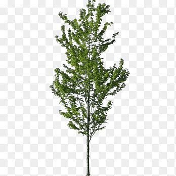 Tree Acer Campestre Graphy Trees Maple Branch Png PNGEgg