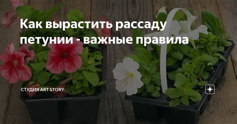 Как вырастить рассаду петунии важные правила Студия Art Story Дзен