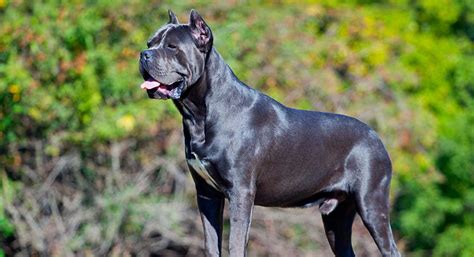 How Big Is A King Cane Corso At Tia Curtis Blog