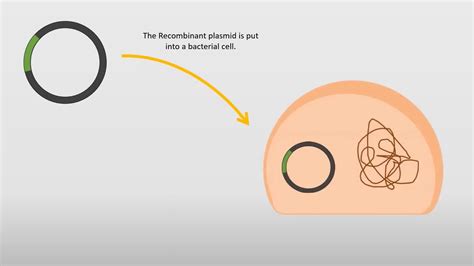 Recombinant Dna Animation