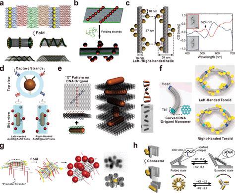 Helical Dna‐based Np Superstructures A Multiple Au Np Assemblies Download Scientific Diagram