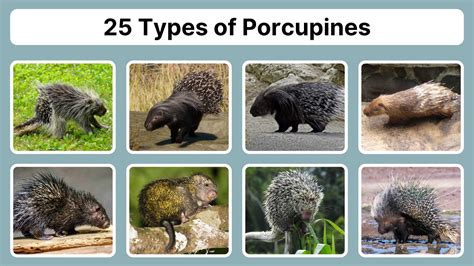 25 Types Of Porcupines Species Identification With Pictures