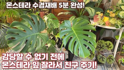 몬스테라 델리시오사 초보에게 선물하기 가장 좋은 키우기 쉬운 식물 선물 몬스테라 번식 수경재배 5분 완성 Youtube