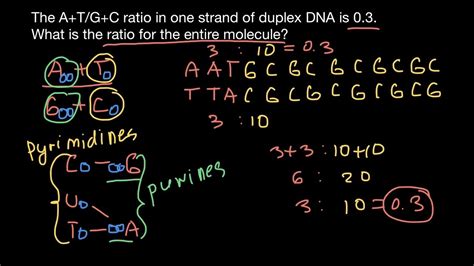 How To Solve Genetics Problems Using Chargaffs Rules Youtube