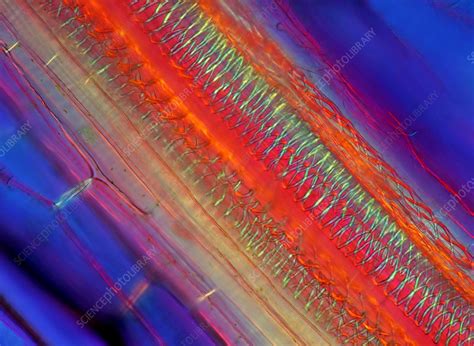 Iris Stem Polarized Lm Stock Image C030 4799 Science Photo Library