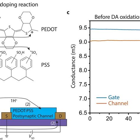 Effect Of Dopamine Concentration In Cell Culture Media On Neuromorphic Download Scientific