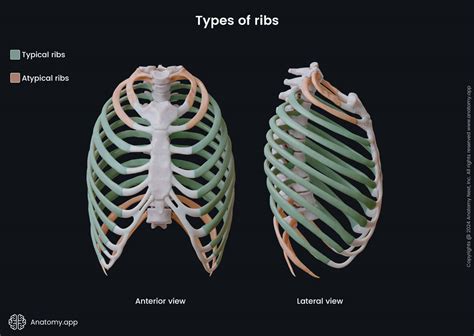 Types Of Ribs Anatomy App
