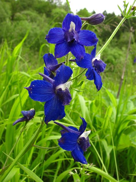 Edge Of The Hills Delphinium