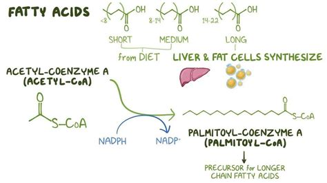 Video Fatty Acid Synthesis Osmosis