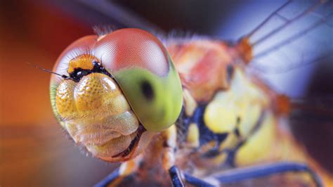 ნემსიყლაპია