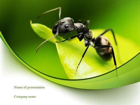 Ant Presentation Template For PowerPoint Google Slides And Keynote PPT Star
