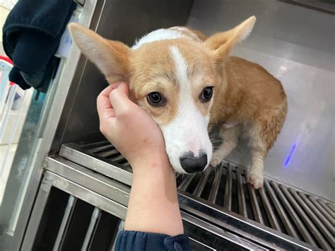 광주 북구에서 웰시 코기 펨브로크 발견 보호