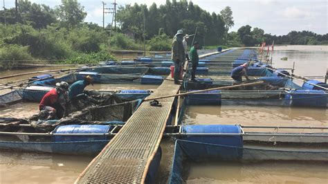 Mixed Sex Nile Tilapia Can Perform Competitively With Mono Sex Fish In