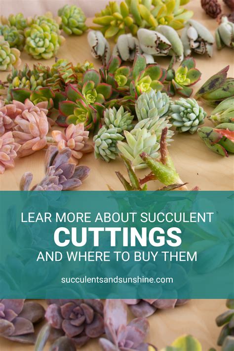 Succulent Cuttings Succulents And Sunshine