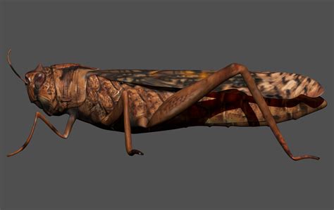 3d Locust Turbosquid 1683183