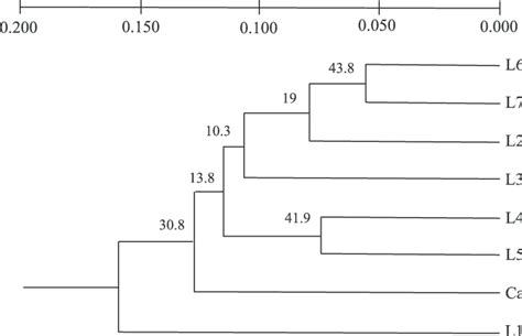 dendrogram generated by the upgma method for nei 1978 genetic