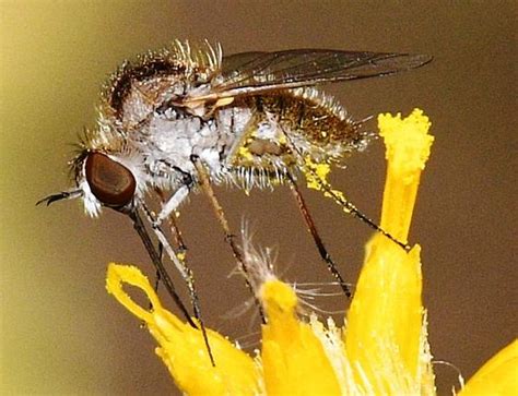 Small Bee Fly Bugguidenet