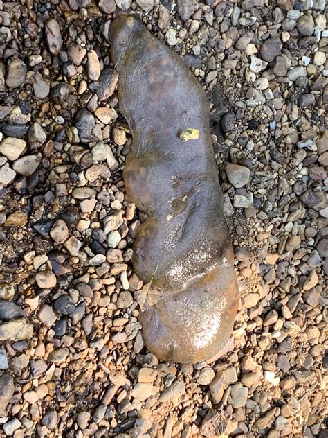 Identify My Blob Rbiology
